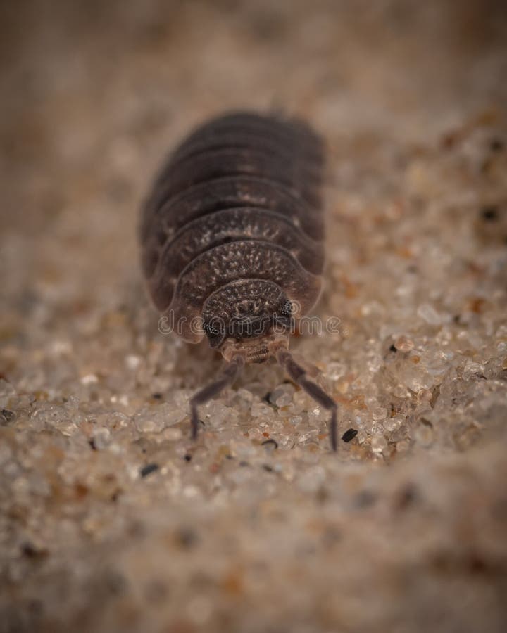 Macro pfoto of isopod stock image. Image of birth, invertebrate - 200776131