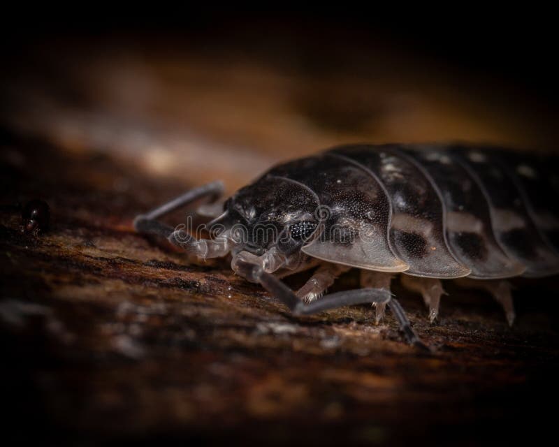 Macro pfoto of isopod stock photo. Image of isopod, basement - 200776364