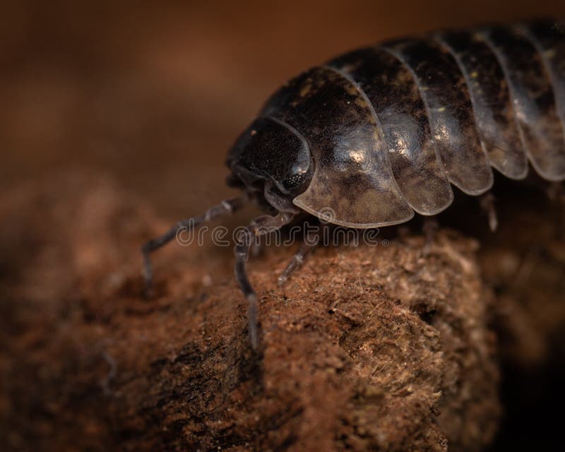 Macro pfoto of pillbug stock image. Image of fish, isopod - 200776311