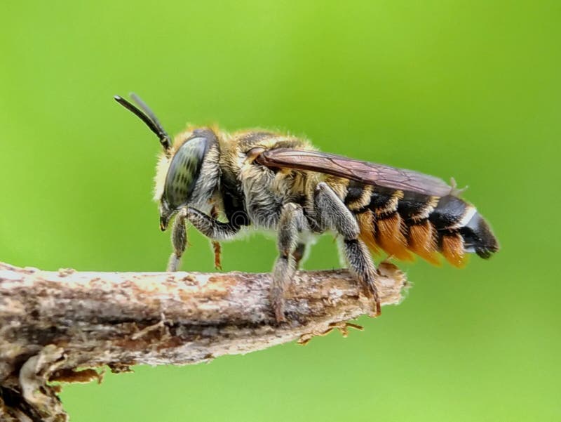 Leaf Cutter Bee stock photo. Image of nature, insect - 112561648