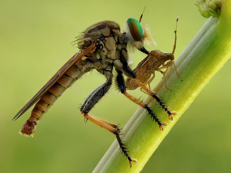 Robber Fly stock image. Image of phone, macro, robber - 112562273