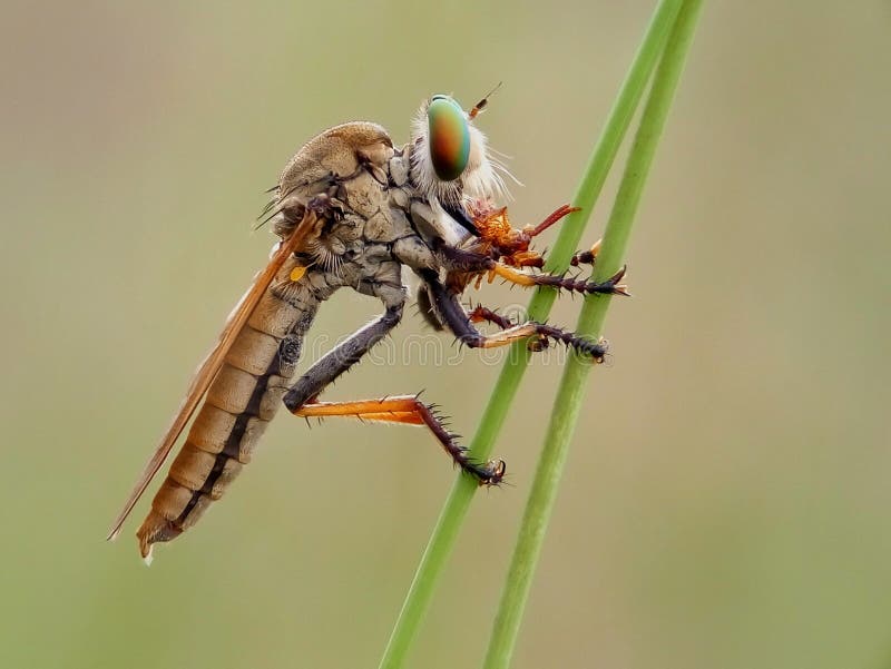 Robber Fly stock photo. Image of insect, macro, phone - 112562360