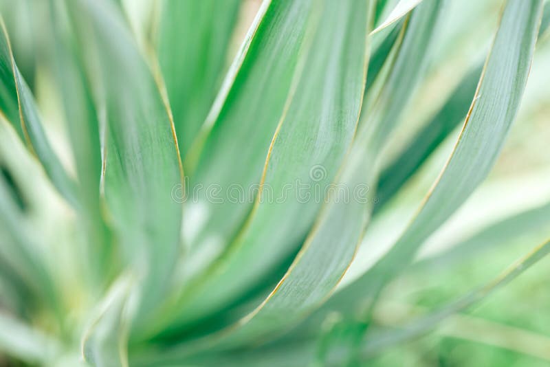 Macro Photo of Agave Leaves. Stock Photo - Image of foliage, bright ...