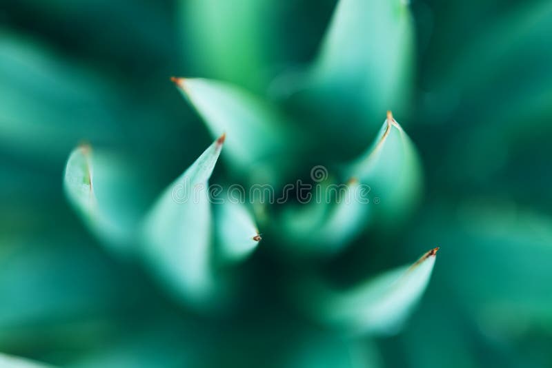 Macro Photo of Agave Leaves. Plant Texture. Close Up Stock Image ...