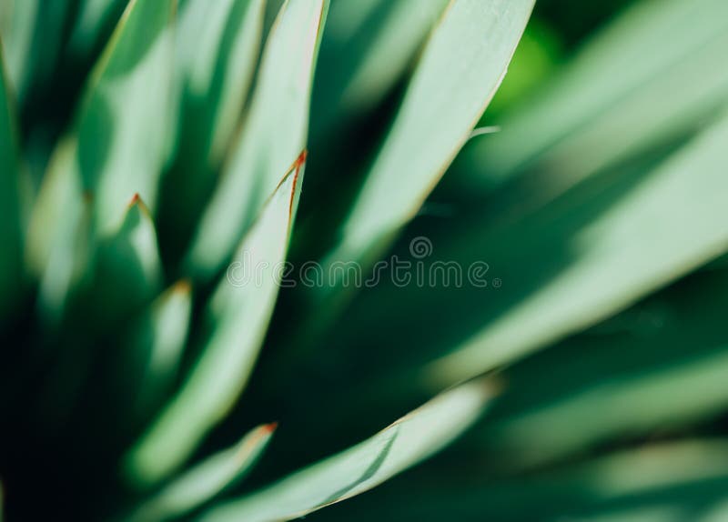 Macro Photo of Agave Leaves. Plant Texture Stock Image - Image of seed ...