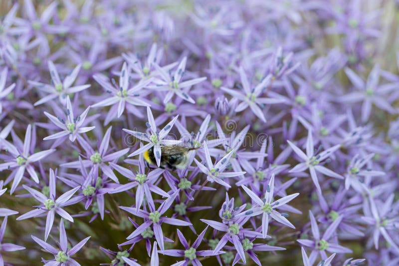 Macro Photo of Alium Flowers Stock Image - Image of herbal, defocused ...