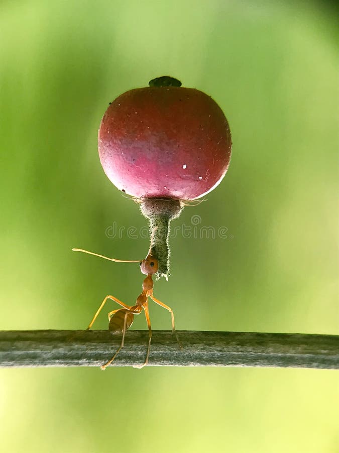 Toil the ants stock image. Image of branch, leaf, moisture - 219399235