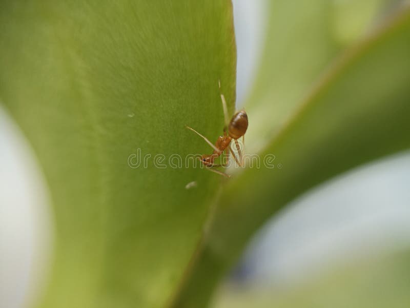 Macro Photo of Ant on the Green Leaves Stock Image - Image of butterfly ...