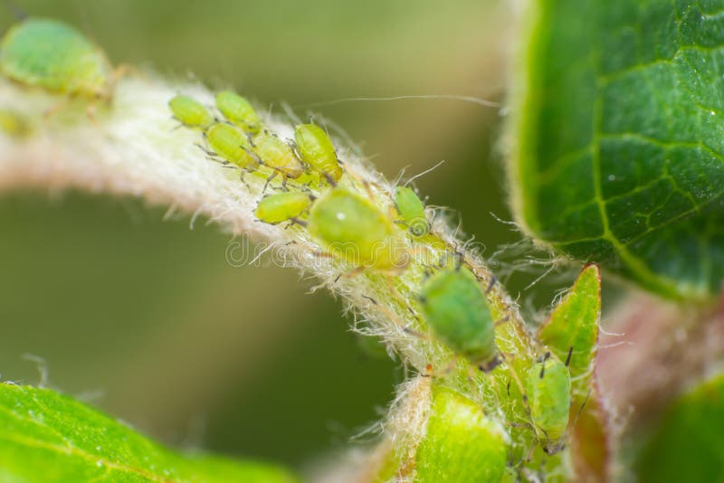 Macro Photo of Aphids on Tree Branch Stock Photo - Image of aphids ...