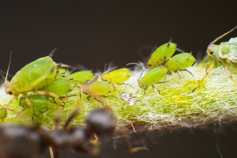 Macro Photo of Aphids on Tree Branch Stock Photo - Image of aphids ...