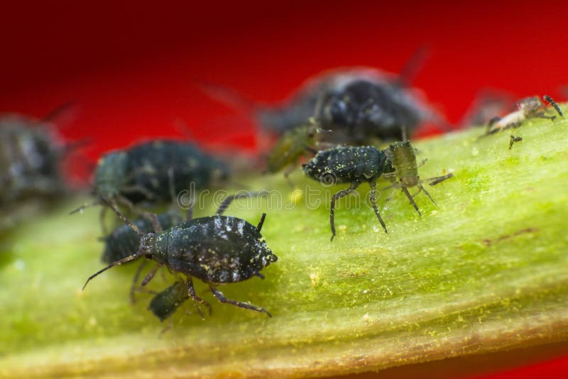 Macro Photo of Aphids on Tree Branch Stock Image - Image of life ...