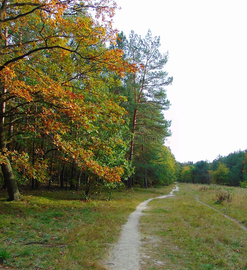 Macro Photo with Autumn Landscape in the Forest with the Trees Along ...