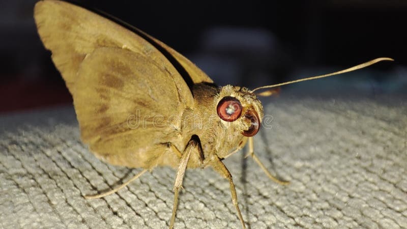 Macro Photo of Banana Skipper. Stock Image - Image of pest, wildlife ...