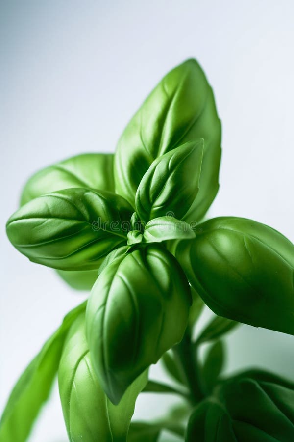 Macro Photo of Basil on White Background. Generative AI Stock ...