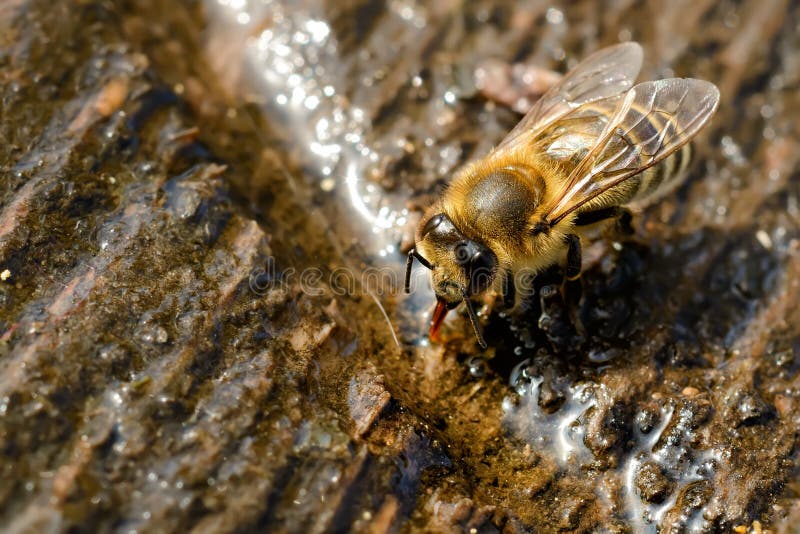 Macro Photo Bee that Drinks Water in Springtime. Insects and Water ...