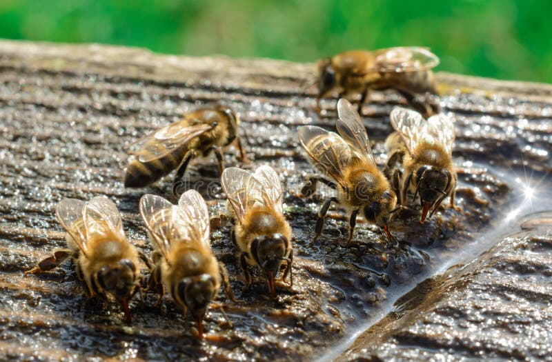 Macro Photo Bee that Drinks Water in Springtime. Insects and Water ...