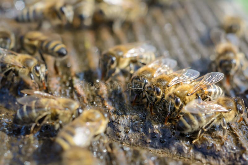 Macro Photo Bee that Drinks Water in Springtime. Insects and Water ...