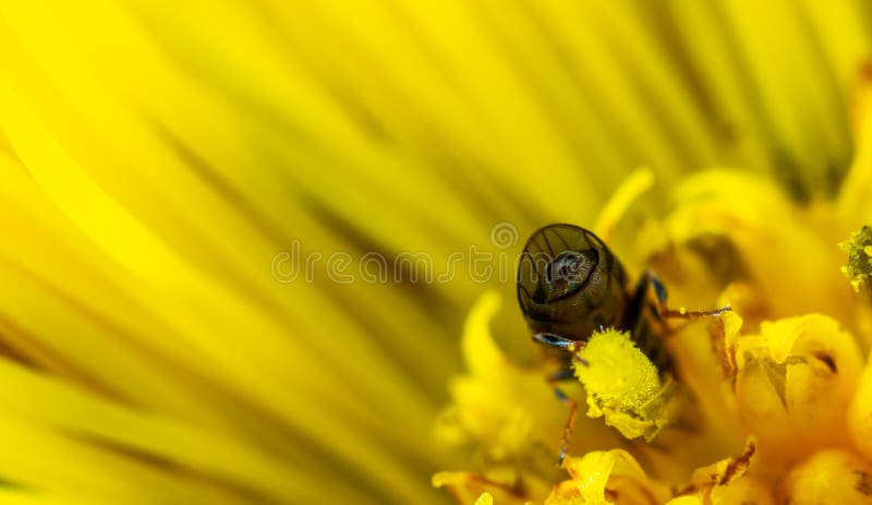 Macro Photo Of Bee On Yellow Daisy Picture. Image: 115694086