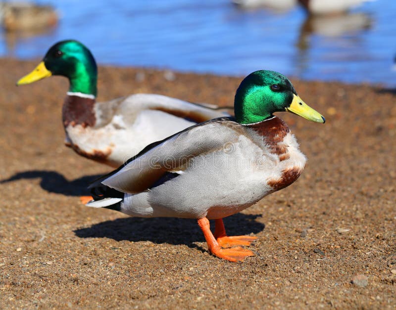 Macro Photo of a Big Birds Duck Stock Photo - Image of blue, animal ...