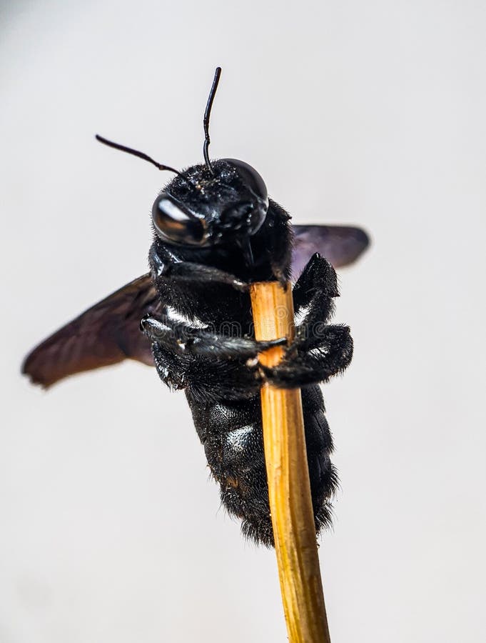 Macro Photo of a Black Bee with a Smiling Face on a Twig Stock Photo ...
