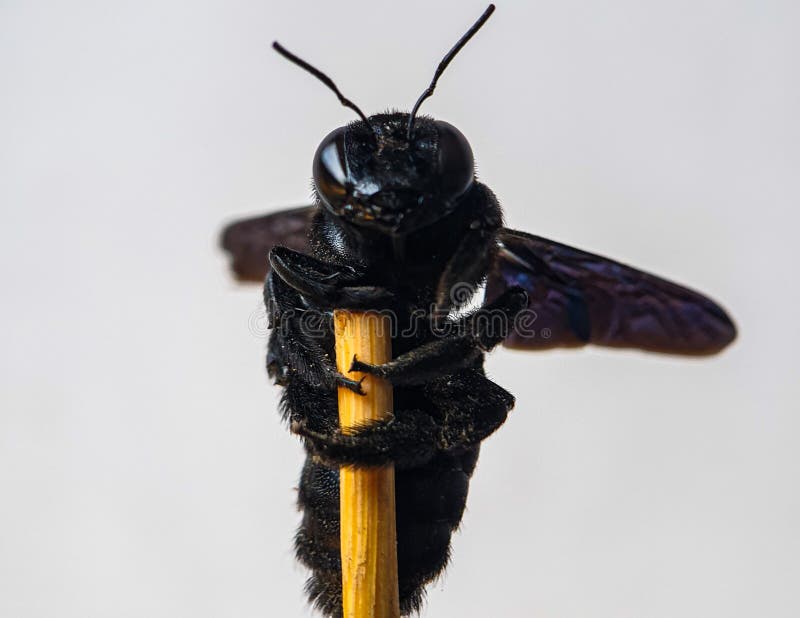 Macro Photo of a Black Bee with a Smiling Face on a Twig Stock Image ...