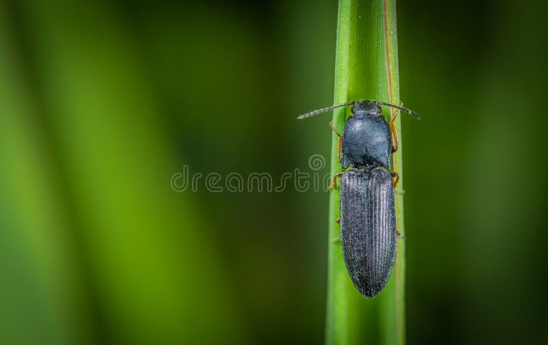 Macro Photo Of Black Common Ground Beetle Picture. Image: 117486366