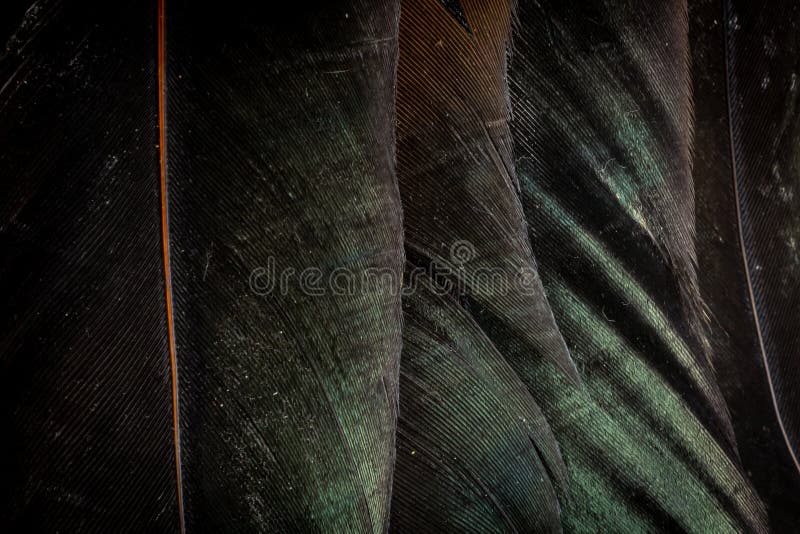 Macro Photo Black Rooster Feathers. Background or Texture Stock Image ...