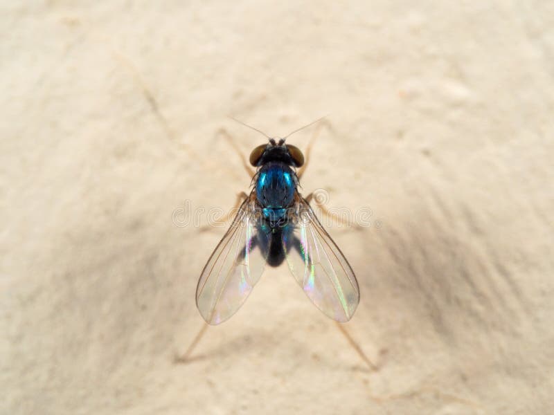 Macro Photo of Blue Blow Fly on the Wall Stock Image - Image of hexapod ...
