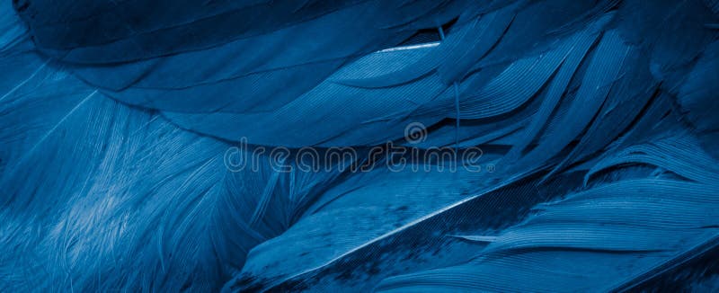 Macro Photo of Blue Hen Feathers. Background or Textura Stock Photo ...