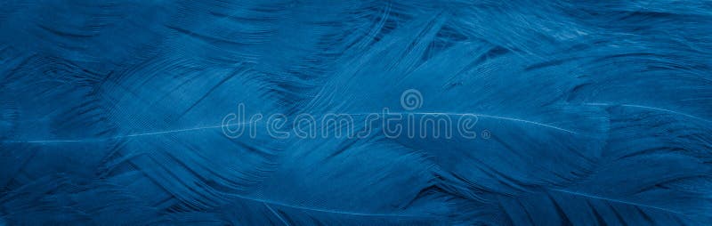 Macro Photo of Blue Hen Feathers. Background or Textura Stock Image ...
