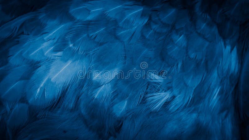 Macro Photo of Blue Hen Feathers. Background or Textura Stock Photo ...