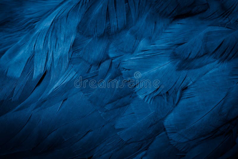 Macro Photo of Blue Hen Feathers. Background or Textura Stock Image ...