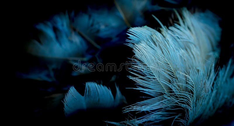 Macro Photo of Blue Hen Feathers. Background or Textura Stock Photo ...