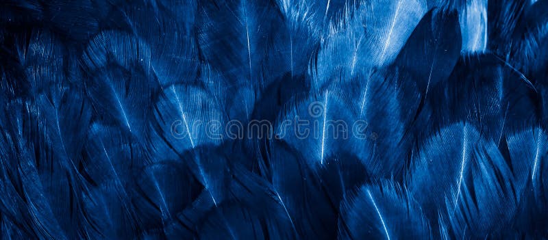 Macro Photo of Blue Hen Feathers. Background or Textura Stock Photo ...