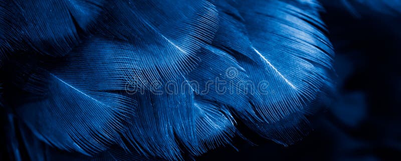 Macro Photo of Blue Hen Feathers. Background or Textura Stock Image ...