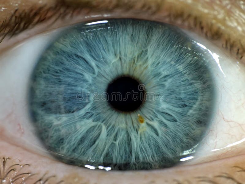 Closeup of a Blue Human Eye Stock Image - Image of blue, iris: 123069407