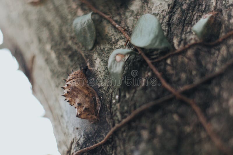 Macro Photo of a Brown Cocoon Attached To a Tree Stock Image - Image of ...