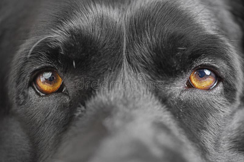 Macro Photo of Brown Eyes of a Black Dog Stock Image - Image of black ...