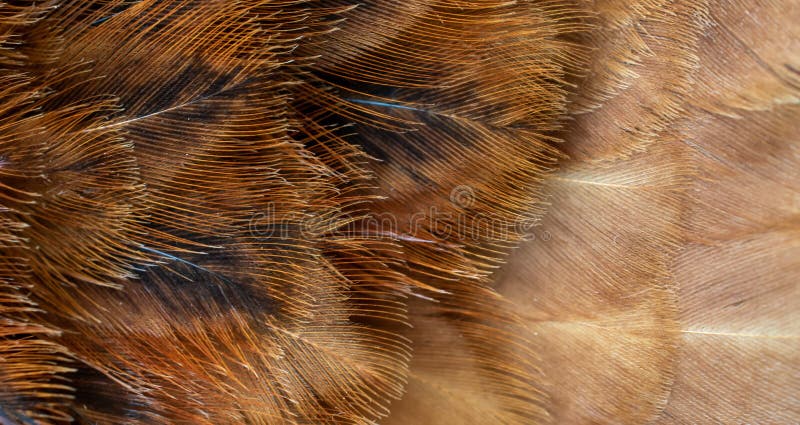 Macro Photo of Brown Hen Feathers. Background or Textura Stock Image ...