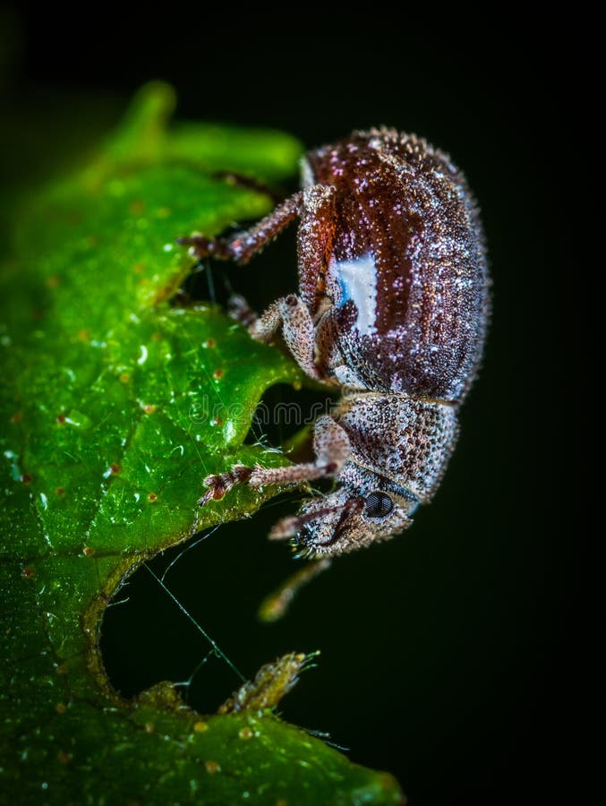 Macro Photo Of Brown June Beetle On Green Leaf Stock Image - Image of ...