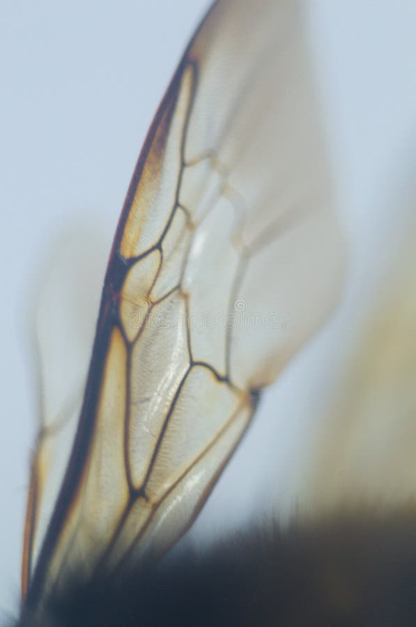 Macro Photo. Bumblebee Wing Stock Photo - Image of flower, macro: 253652286
