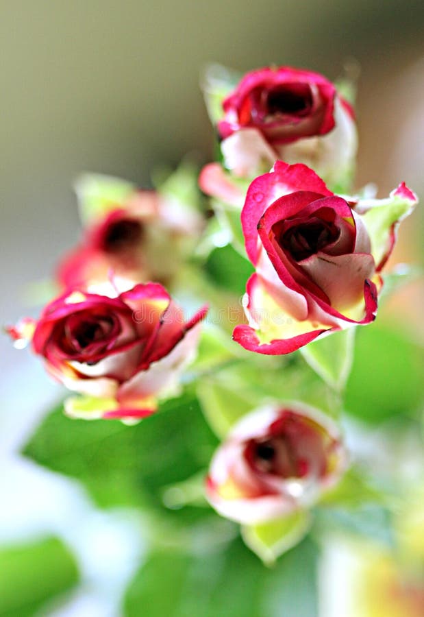 Macro Photo Bush Mottled Red Rose Stock Image - Image of beautiful ...