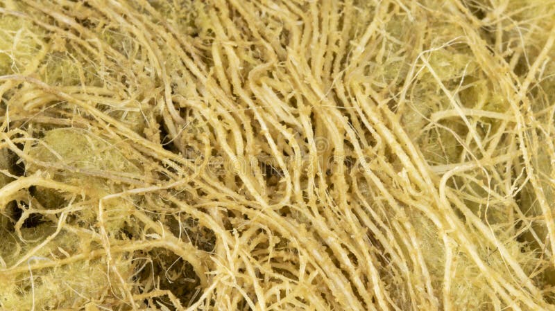 Macro Photo of Cannabis Root System Stock Image - Image of root ...