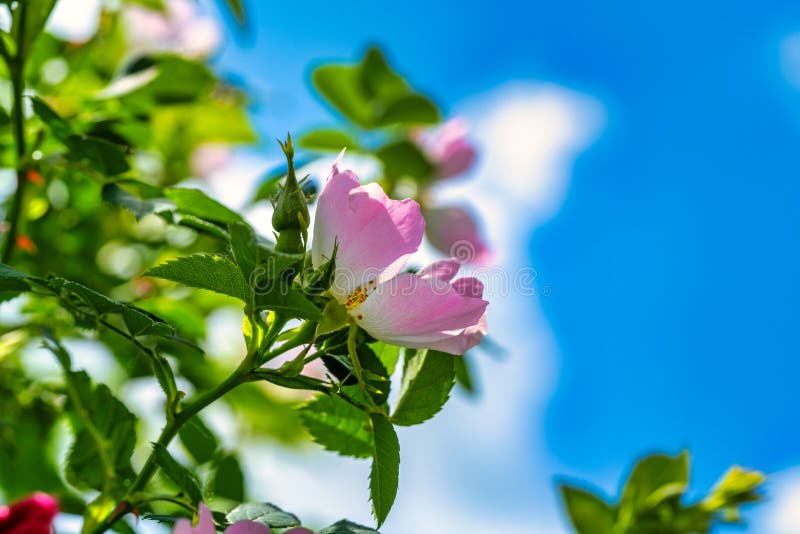 Macro Photo of Cherokee Rose & X28;rosa Laevigata& X29; Stock Image ...