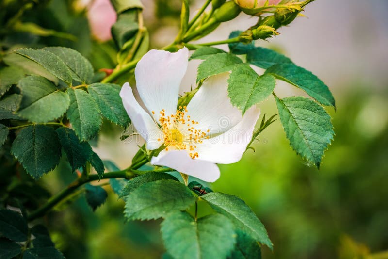 Macro Photo of Cherokee Rose & X28;rosa Laevigata& X29; Stock Image ...