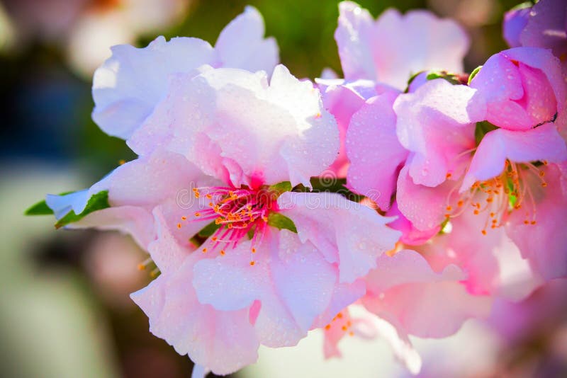 Photo of Cherry Blossom in the Early Spring in March Stock Image ...