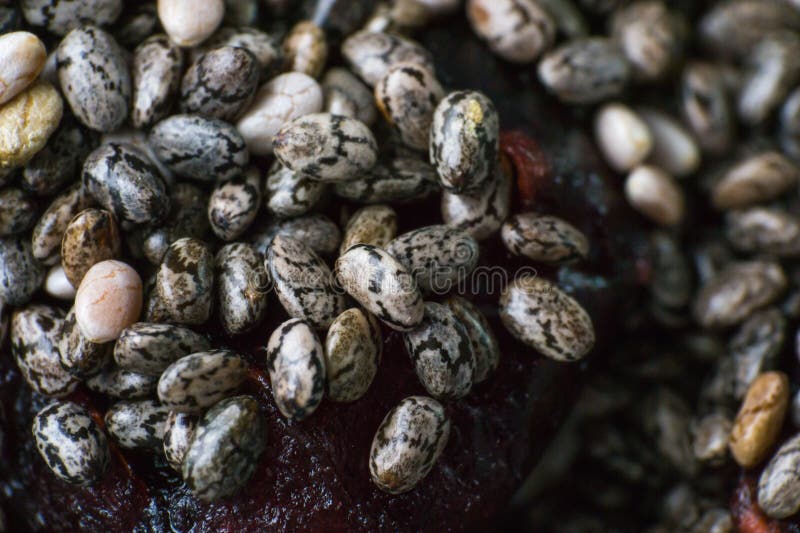 Macro photo of chia seeds stock photo. Image of black - 271736244