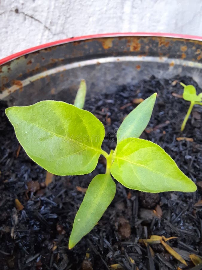 Macro Photo of Chili Tree in Pot Stock Image - Image of shrub, herb ...