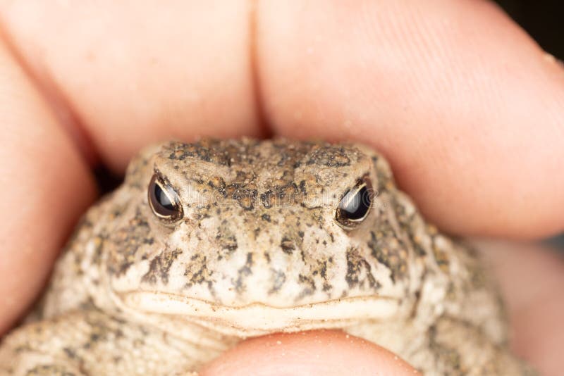 Toad held Captive stock photo. Image of flesh, held, hands - 57115282