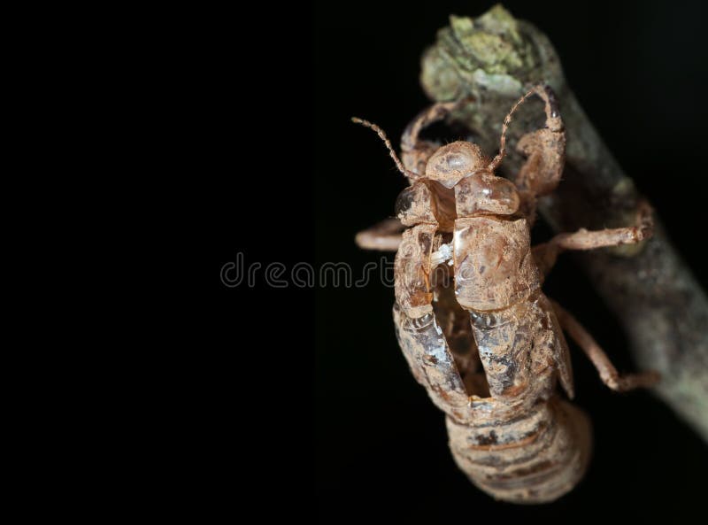 Macro Photo of Cicada Shell on the Branch Isolated on Black Back Stock ...